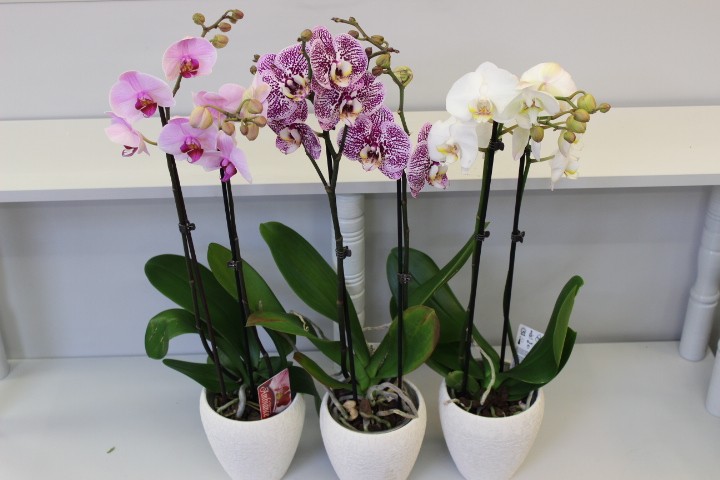 ORHIDEA - 47PB - Dostava cvijeća Mezak